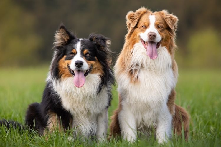 5 Penyebab Anjing Australian Shepherd Bermata Biru, Berbahayakah?