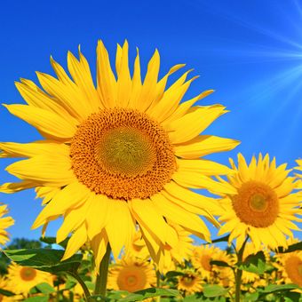 Simbol dan Makna Bunga Matahari, Umur Panjang hingga Kemakmuran