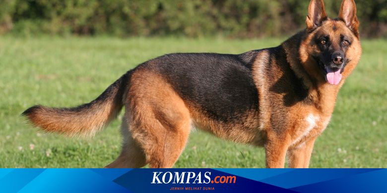 10 Ras Anjing yang Paling Patuh pada Pemiliknya