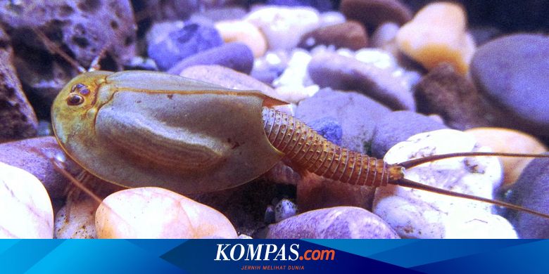 Hewan Apa yang Paling Lama Ada di Bumi?