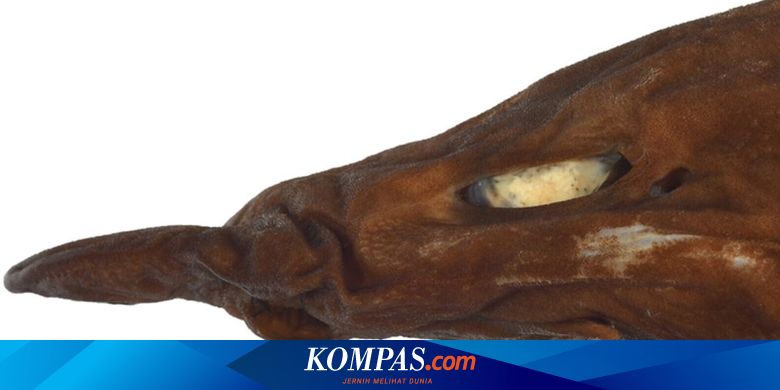 Seperti Apa Hiu Iblis, Spesies Baru yang Ditemukan di Laut Australia?