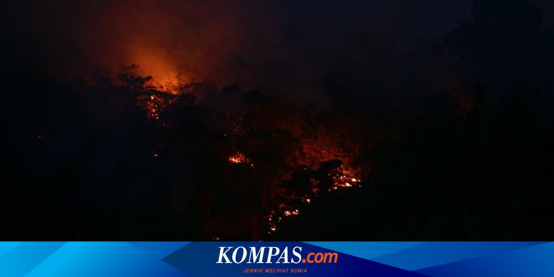 Api Kebakaran Hutan Mulai Masuk Wilayah Rehabilitasi, Bagaimana Nasib ...
