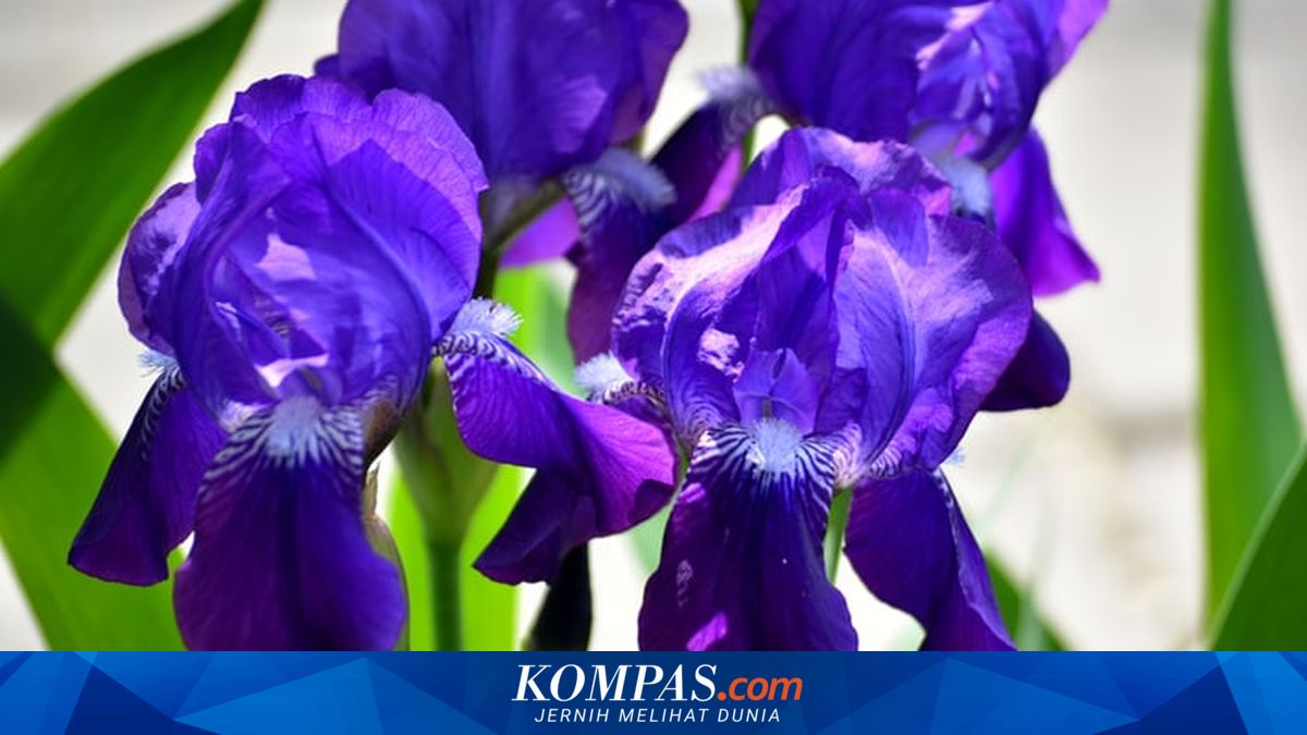 4 Fakta Unik Bunga Iris, Sudah Ada Sejak Zaman Yunani Kuno