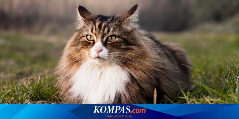 7 Kucing Tertua di Dunia, Ada yang Berumur 38 Tahun