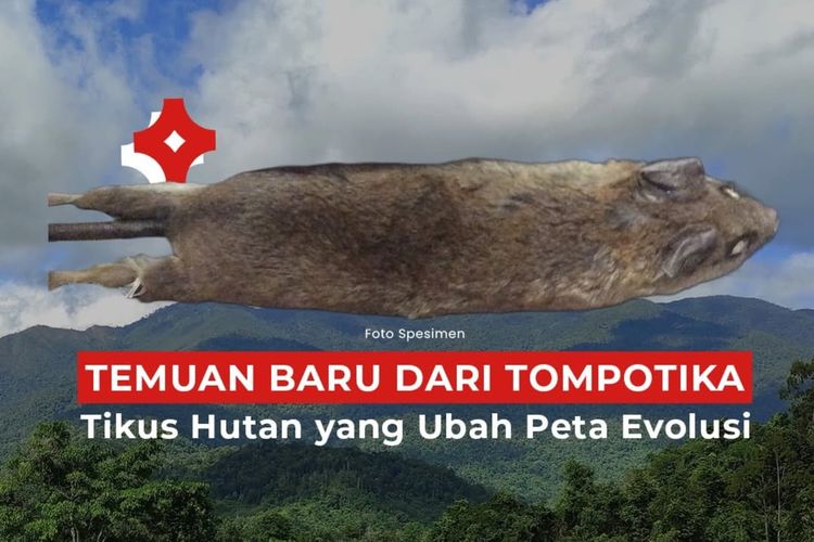 BRIN Temukan Crunomys tompotika, Spesies Tikus Hutan Baru Endemik Sulawesi