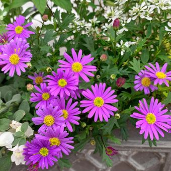 7 Jenis Bunga Daisy yang Dapat Ditanam di Halaman Rumah