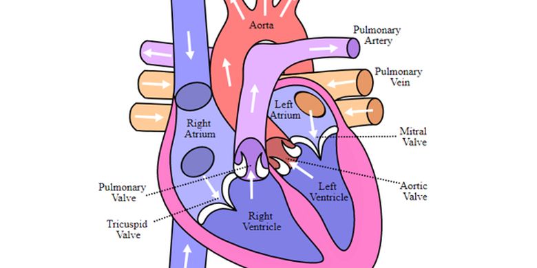 Fungsi Jantung pada Manusia