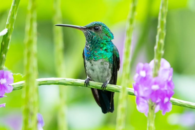 8 Fakta Menarik Burung Kolibri, Bisa Melayang dan Makan Tiap 10 Menit