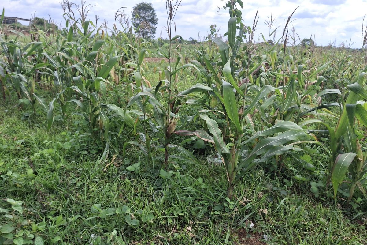 Rumput Liar di Ladang Jagung yang Diresmikan Wapres Gibran, Pengelola ...