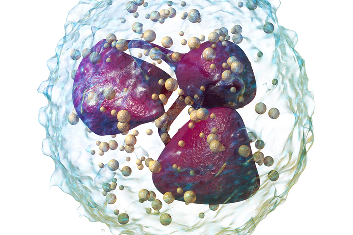 Apa Itu Neutrofil? Jenis Sel Darah Putih yang Vital untuk Imunitas