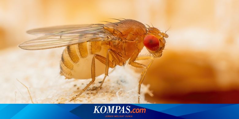 8 Cara Membasmi Serangga dari Rumah