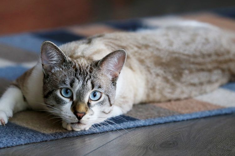 Bahaya Cacingan pada Kucing dan Cara Mencegahnya