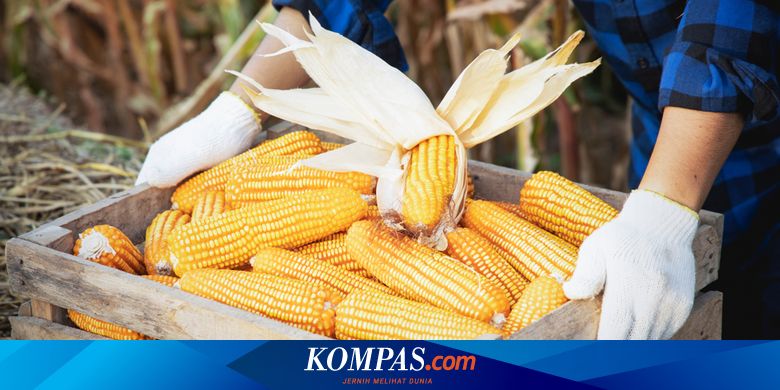 Kapan Musim Panen Jagung di Indonesia?