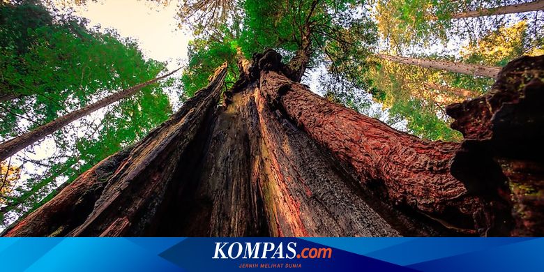 Mengenal Hyperion, Pohon Tertinggi di Dunia yang Mencapai 116 Meter