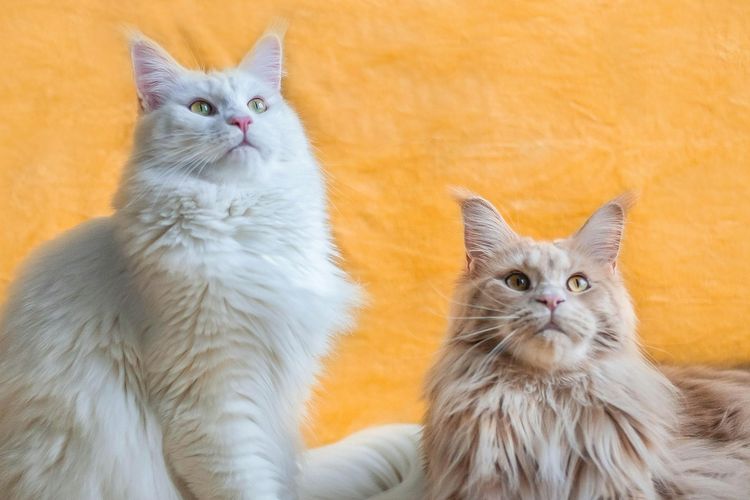 Apakah Kucing Maine Coon Hipoalergenik? Ini Faktanya