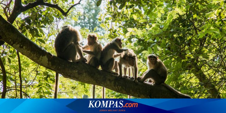 Apa Jadinya jika Manusia Memiliki Ekor?