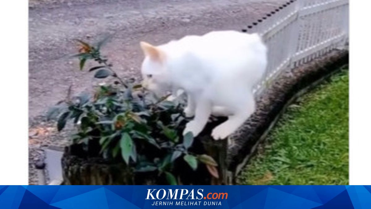 Viral, Video Kucing Alami Short Spine Syndrome dan Tubuhnya Jadi Pendek ...