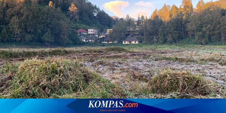 Muncul Fenomena Embun Es di Ranupane Lumajang, Suhu Terendah Capai 7 ...