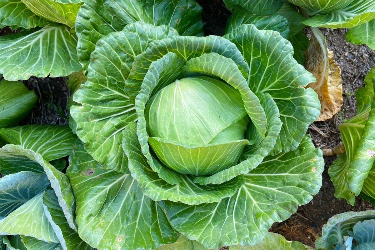 6 Penyakit yang Bisa Diredakan dengan Makan Kubis, Apa Saja?