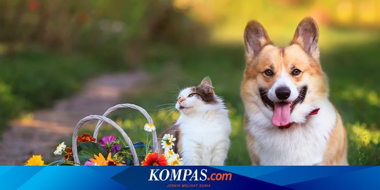 Anjing Vs Kucing, Manakah yang Lebih Pintar?
