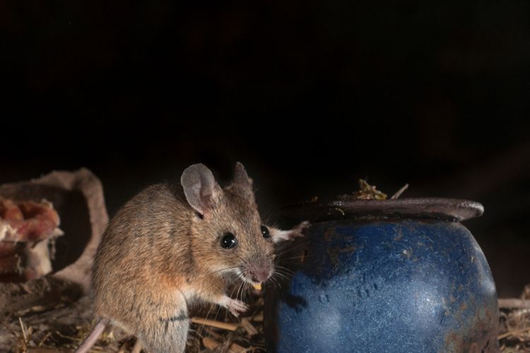 Cara Membasmi Tikus di Loteng, Dijamin Aman dan Efektif