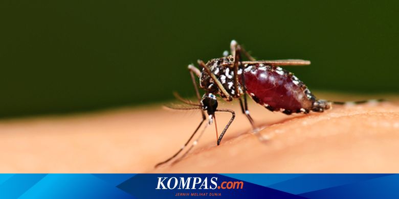 Penyakit Demam Kuning - Gejala, Penyebab, Pengobatan - Kompas.com