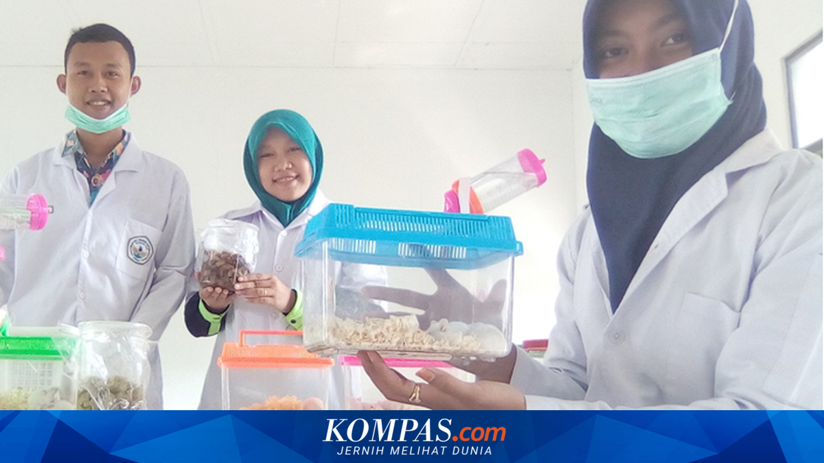 Ramu Getah Pisang dan Pare, Mahasiswa Magelang Buat Antiseptik Herbal