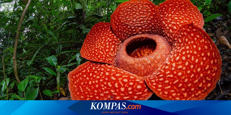 Apa Bedanya Bunga Bangkai dan Rafflesia Arnoldii?