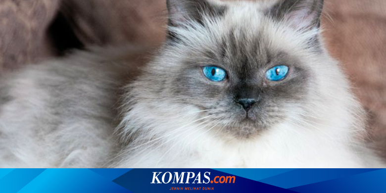 Berita Harian Sejarah-kucing-turkish-angora Terbaru Hari Ini - Kompas.com