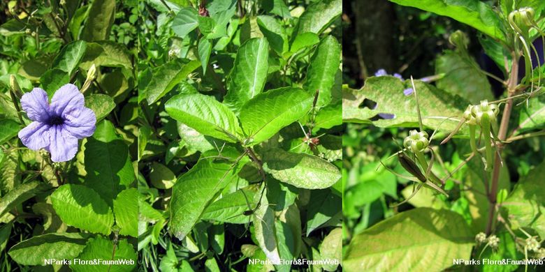 Mengenal Tanaman Kencana Ungu yang Buahnya Bisa Meledak Saat Terkena Air