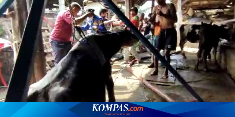 Damkar Selamatkan Induk Sapi 300 Kg dan Anaknya yang Terperosok Septic ...