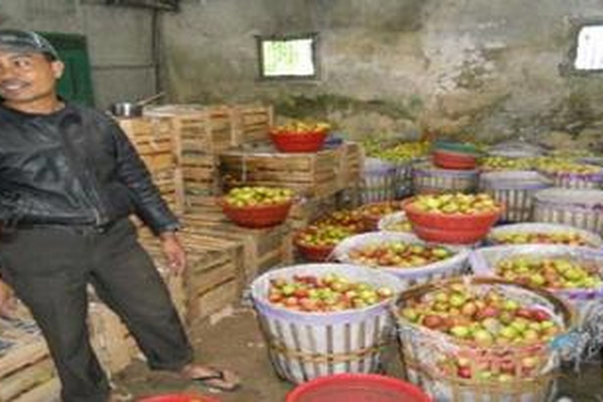 Harga Apel Meroket, Petani Serentak Beli Motor Baru