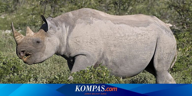 Ada Berapa Jenis Badak di Dunia yang Terancam Punah?