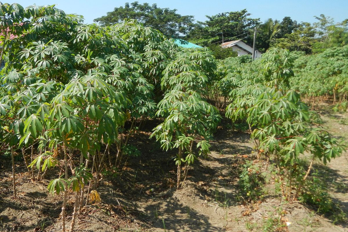 4 Ciri-ciri Tanaman Singkong, dari Batang sampai Umbi