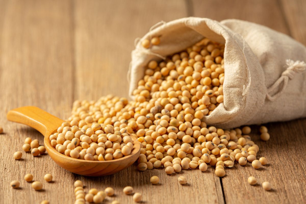 Kandungan Nutrisi dan Manfaat Kacang Kedelai untuk Kesehatan Kandungan Nutrisi dan Manfaat Kacang Kedelai untuk Kesehatan