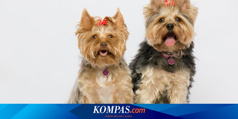 7 Fakta Menarik Anjing Yorkshire Terrier, Si Kecil yang Berani