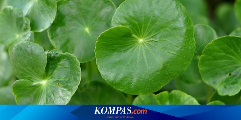 Manfaat Daun Pegagan bagi Kesehatan