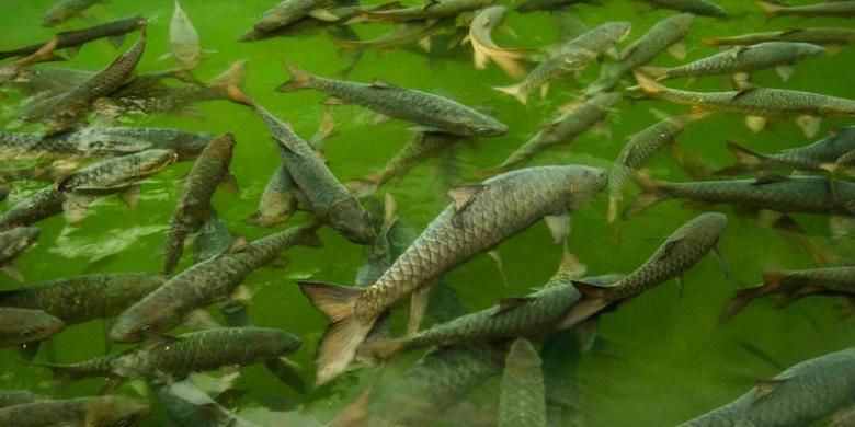 Foto : Mengenal Lebih Dekat Ikan Dewa, Harganya Jutaan dan Selalu ...