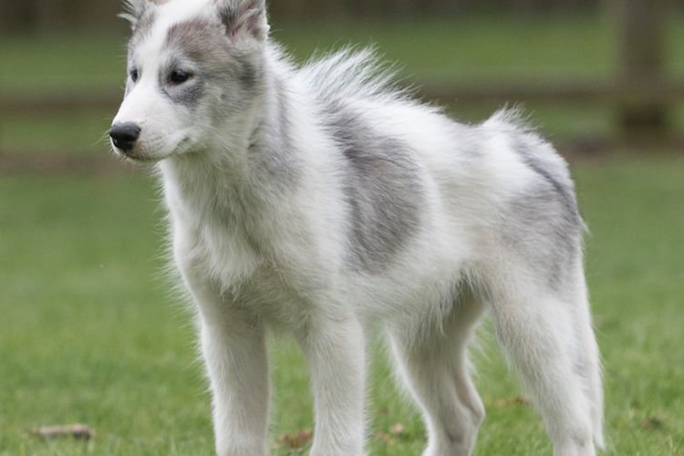 10 Ras Anjing Termahal di Dunia, Ada yang Mencapai Miliaran