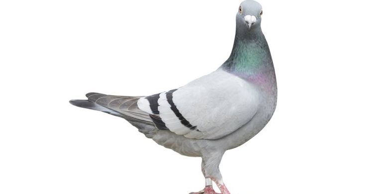 Berita Harian Rampok-burung-merpati-dibeli-rp-2-miliar Terbaru Hari Ini ...