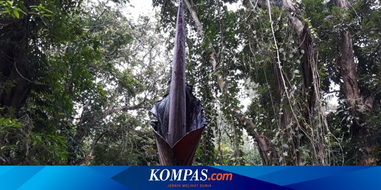 Bunga Bangkai Langka Setinggi 2,9 Meter Mekar Sempurna di Kebun Raya Bogor