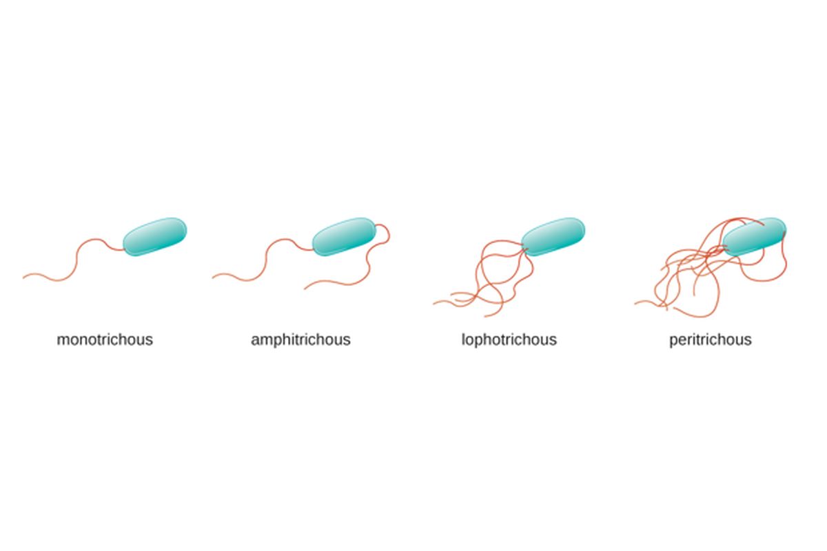 Jenis-jenis Bakteri berdasarkan Jumlah Flagelanya