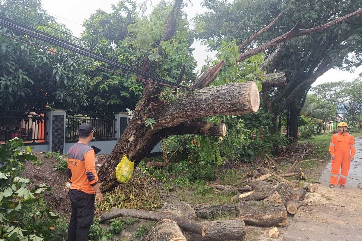 Angin Kencang Tumbangkan Pohon di Wara Selatan Palopo, Akses Jalan ...