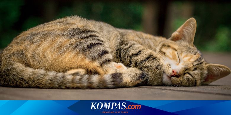 Simak, Ini 6 Tanda Kucing Akan Mati yang Perlu Diketahui