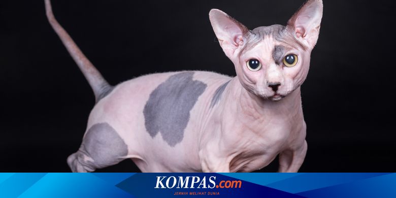 Kucing Bambino, Persilangan antara Sphynx dan Munchkin Berkaki Pendek