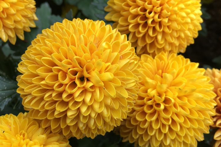 11 Jenis Bunga Krisan yang Bisa Ditanam di Rumah, Punya Kelopak Unik ...