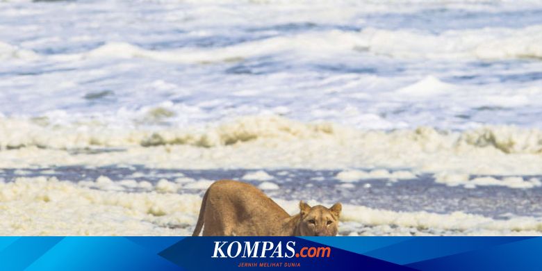 Menu Makanan Baru, Singa Gurun Terekam Santap Hewan Laut