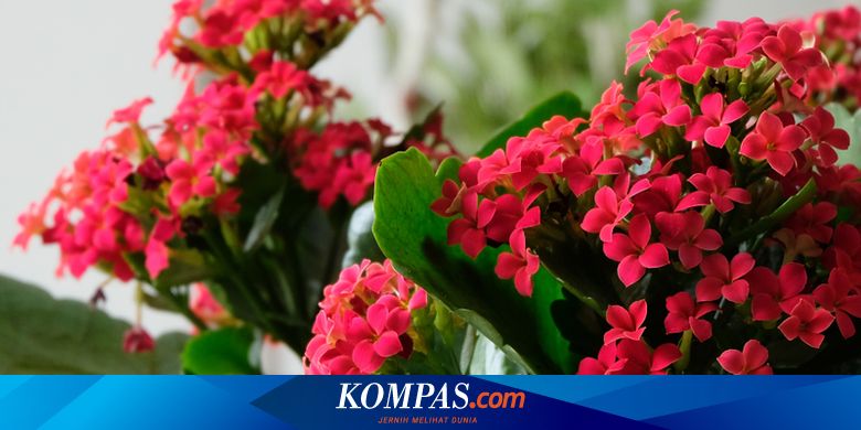 10 Tanaman Bunga Indoor yang Dapat Mencerahkan Ruangan