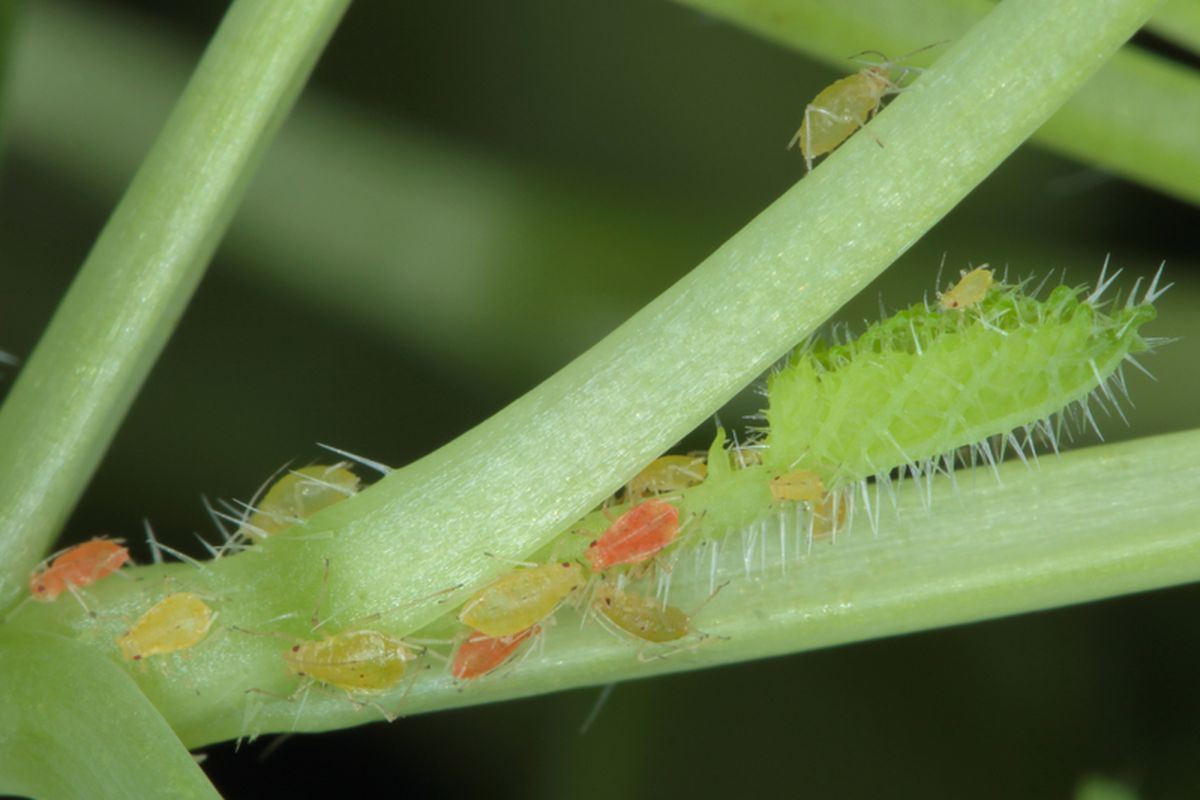 Mengenal Hama Kutu Daun Persik pada Tanaman Cabai dan Cara Membasminya