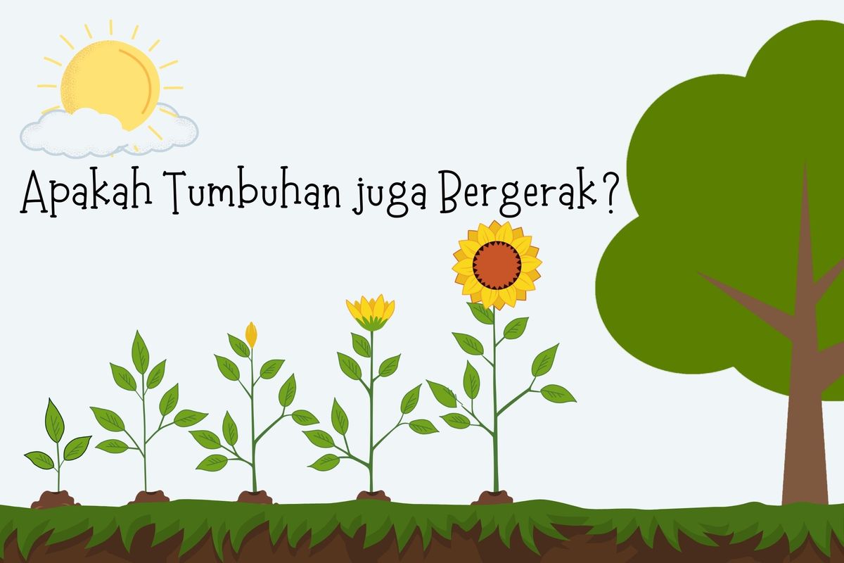 Apakah Tumbuhan juga Bergerak?